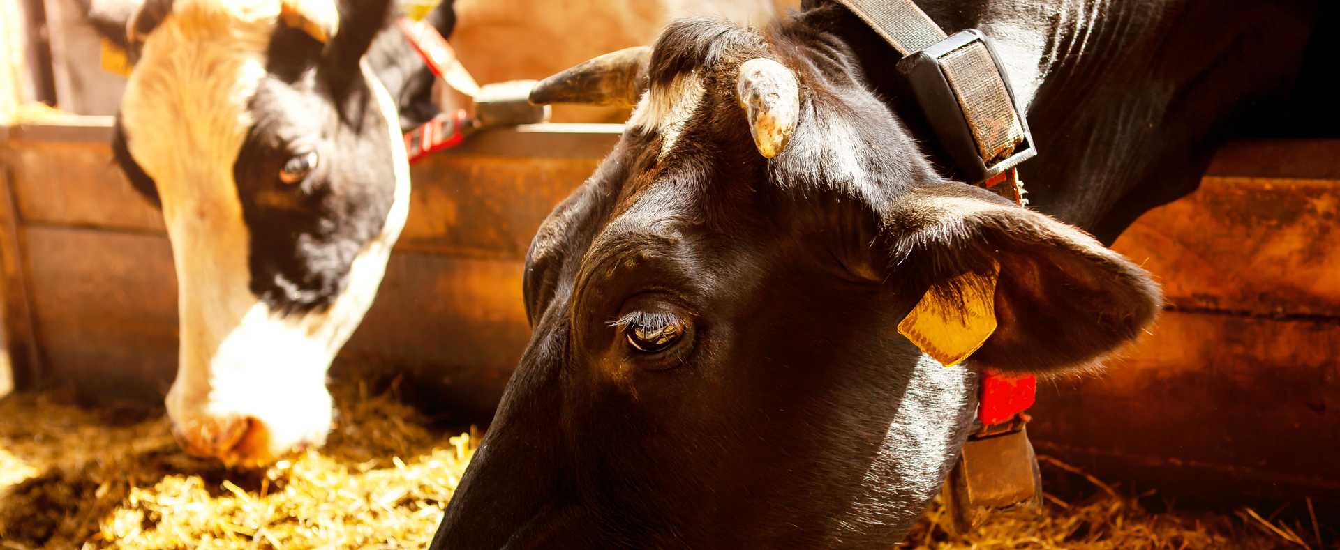 Excellence and Trust in Specialty Feed Ingredients - FAMI QS